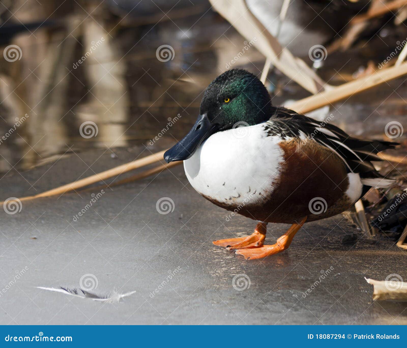Northern Shoveler duck stock photo. Image of winter, bird - 18087294