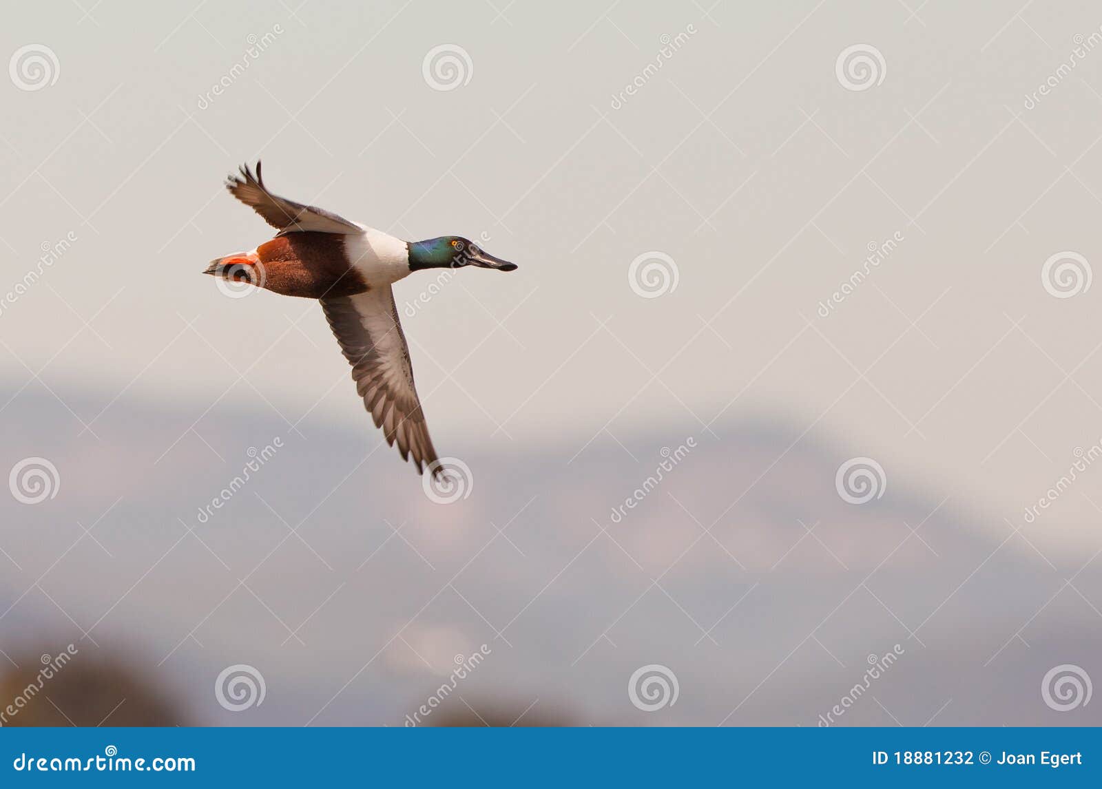 A Northern Shoveler in Flight Stock Photo - Image of life, colors: 18881232