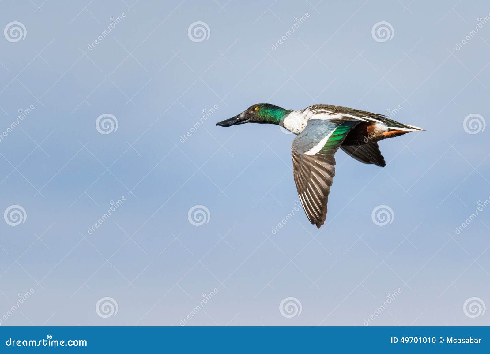 Northern Shoveler Flying stock photo. Image of flying - 49701010
