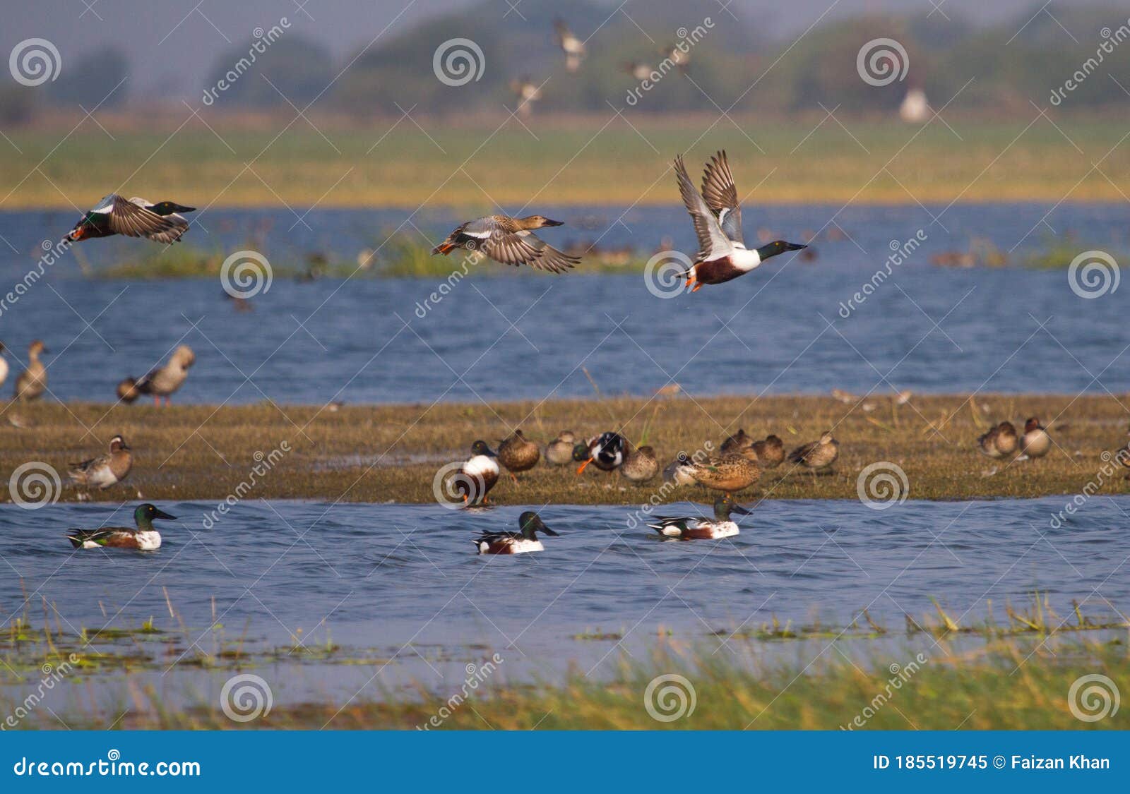 Northern Shoveller Ducks Flying Stock Image - Image of male, flyi ...