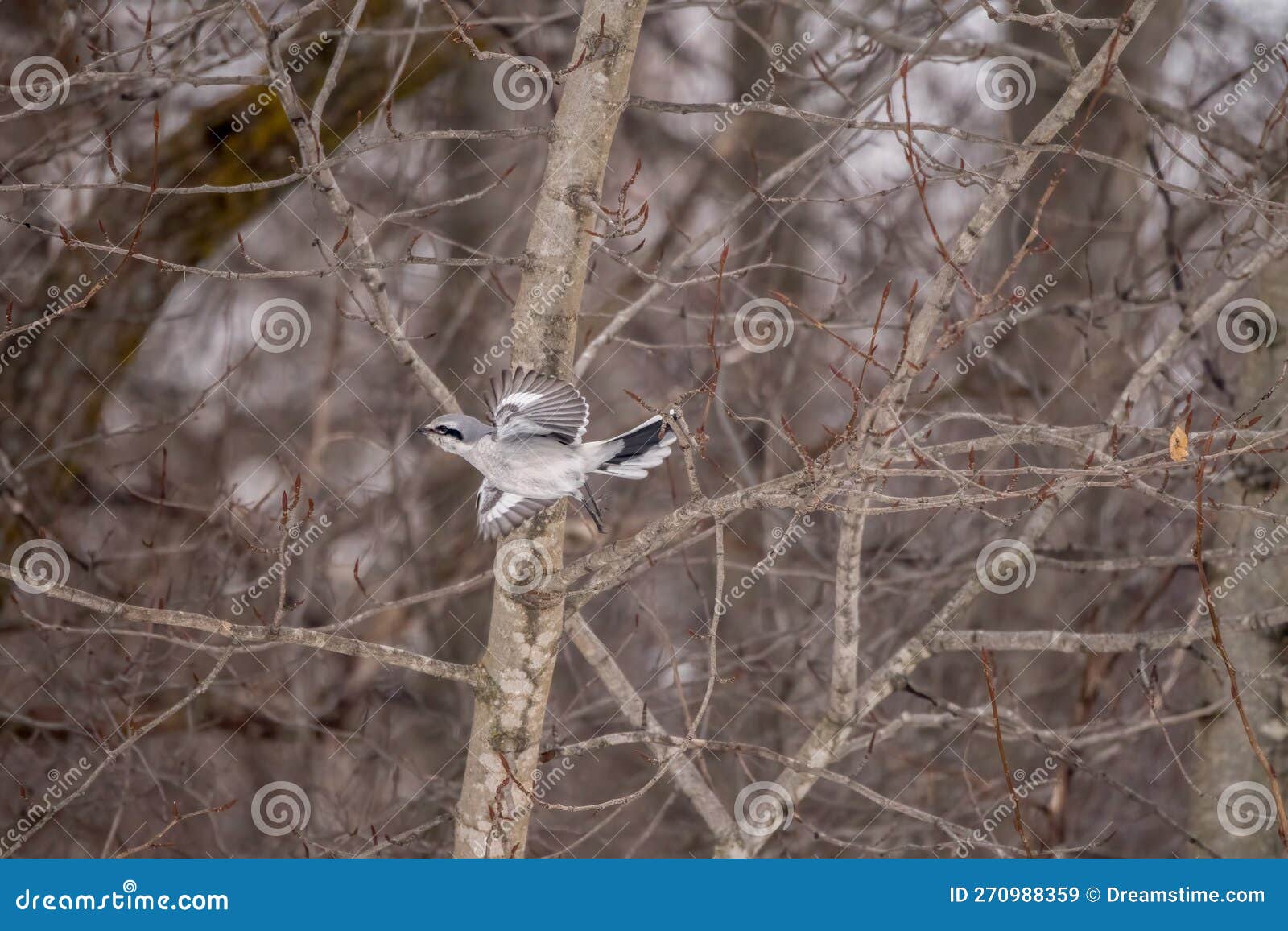 Northern shrike flying stock image. Image of wildlife - 270988359