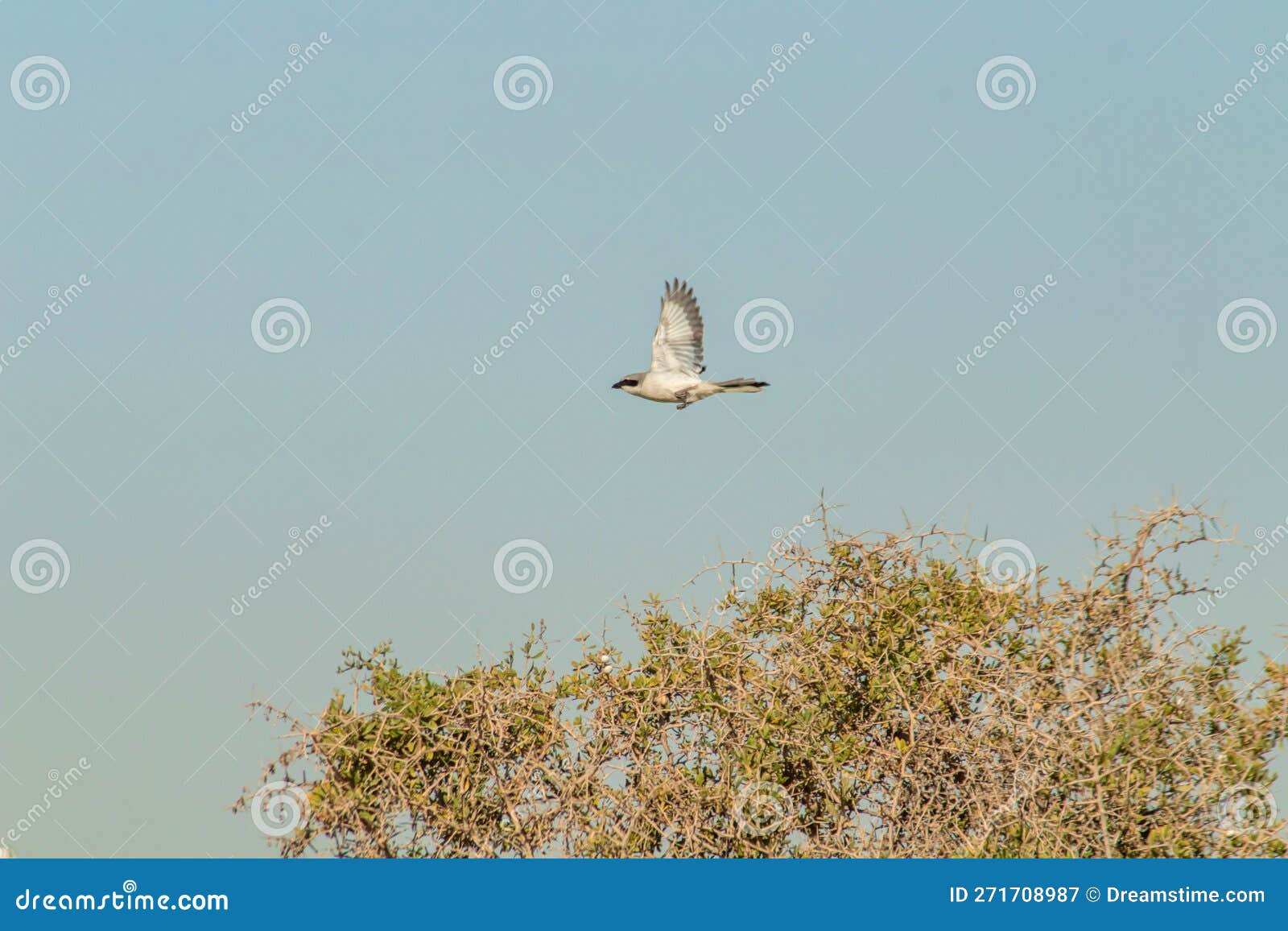 Northern Shrike Flying with Tree Branches Stock Image - Image of food ...