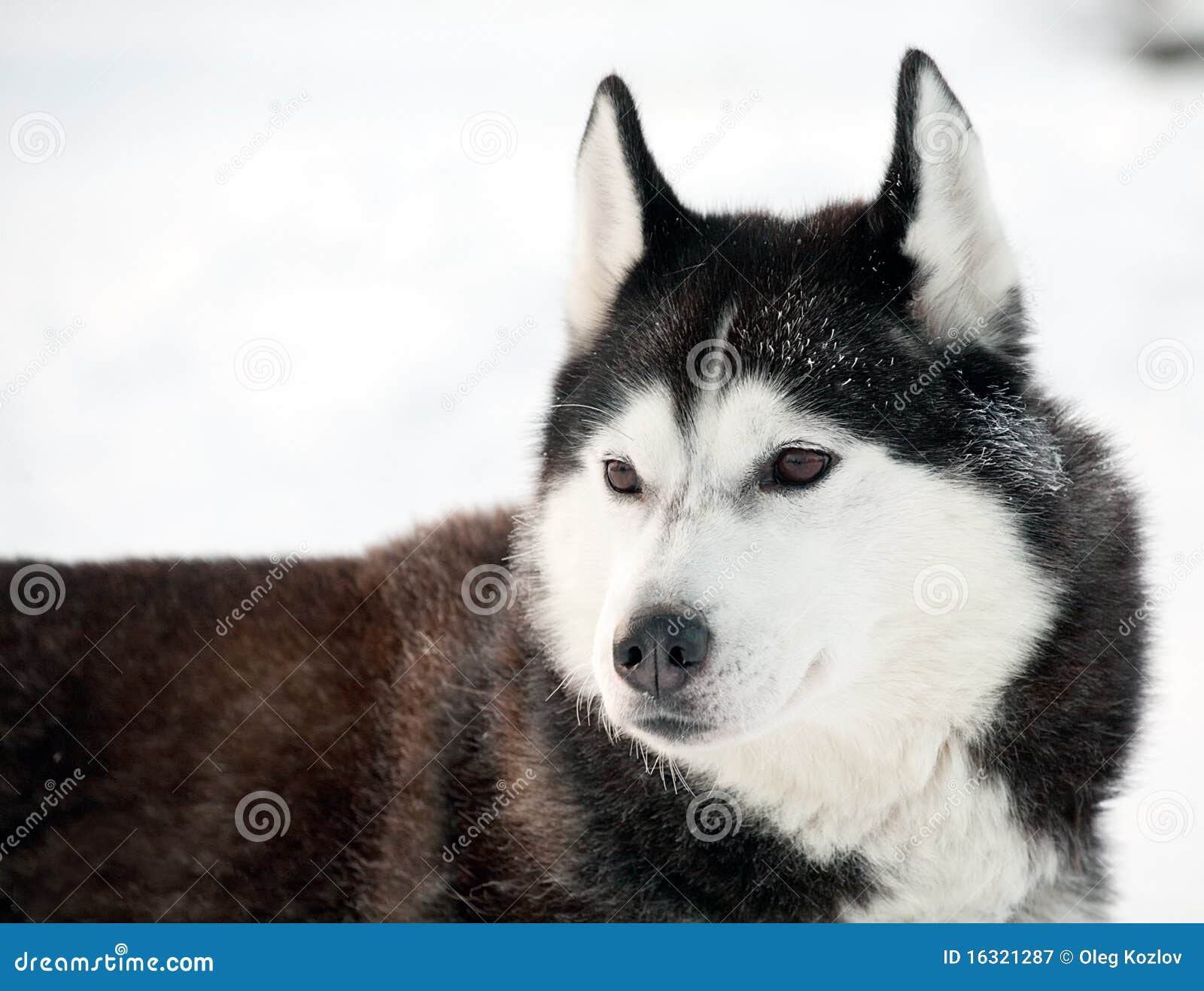 Northern sled dog stock image. Image of northern, alaskan - 16321287
