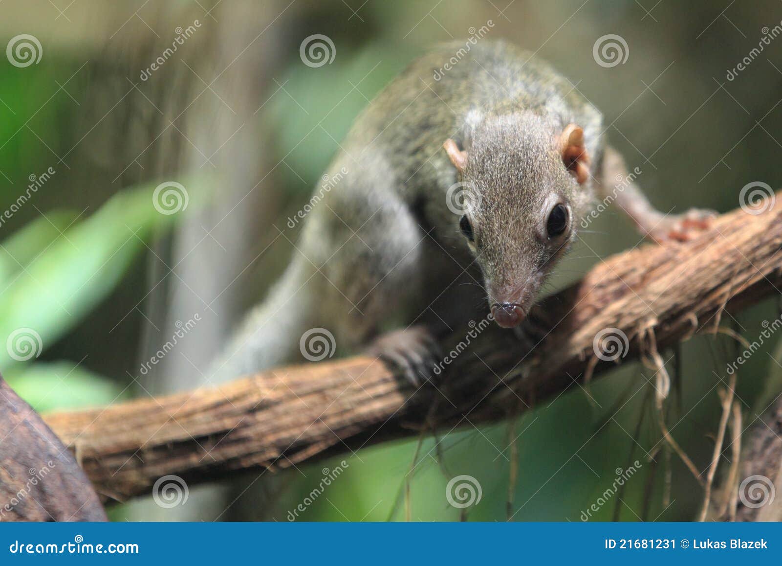 Northern Smooth-tailed Treeshrew Stock Image - Image of animal ...