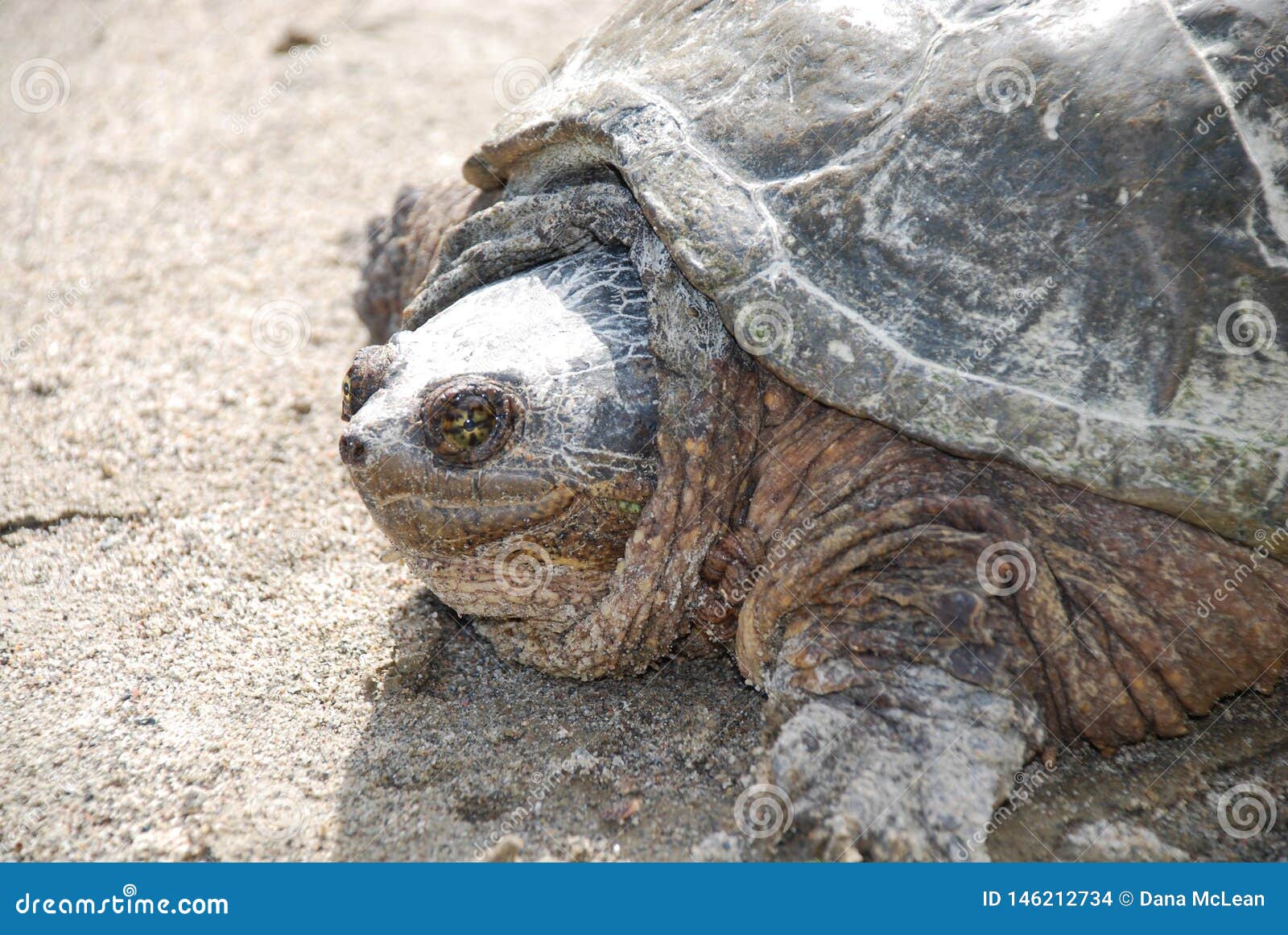 Northern Snapping Turtle stock photo. Image of turtle - 146212734