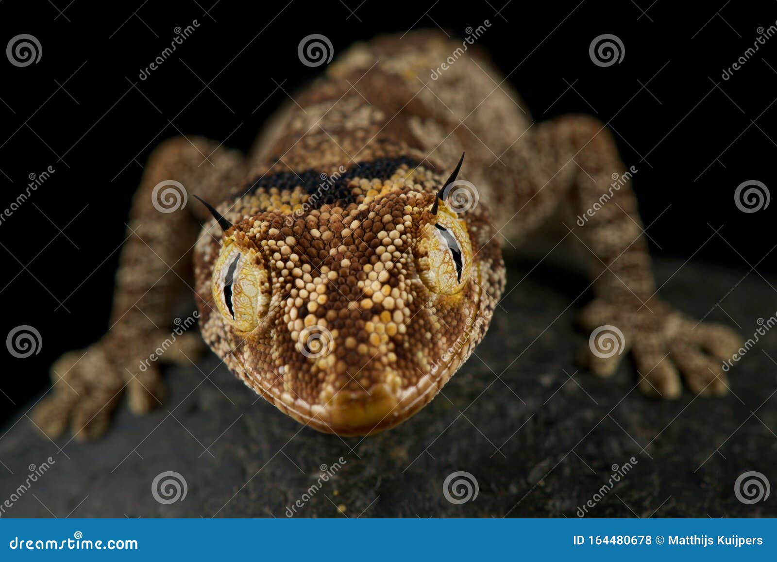 Northern Spiny-tailed Gecko Strophurus Ciliaris Stock Photo - Image of ...