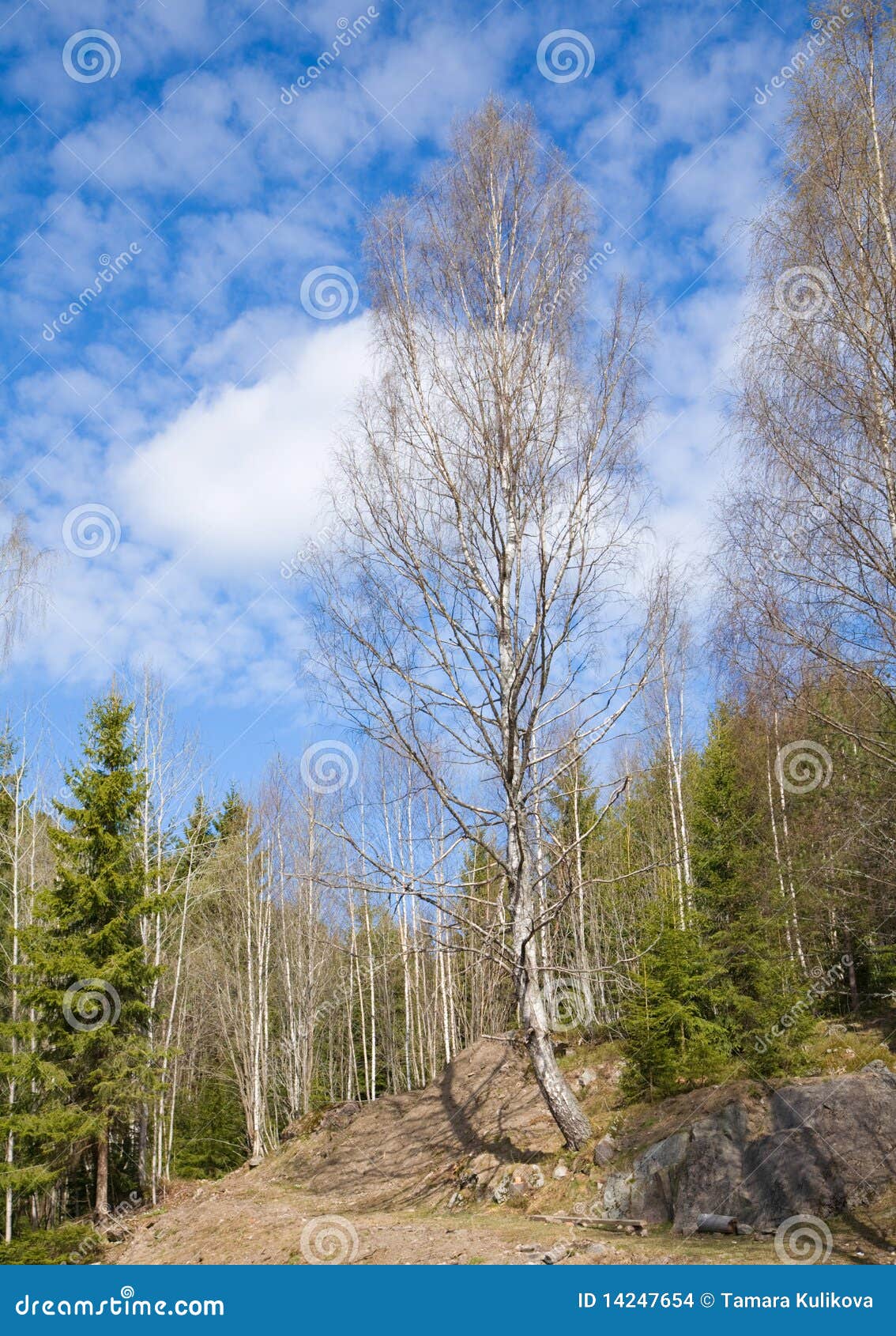 Northern spring stock photo. Image of forest, sunlight - 14247654