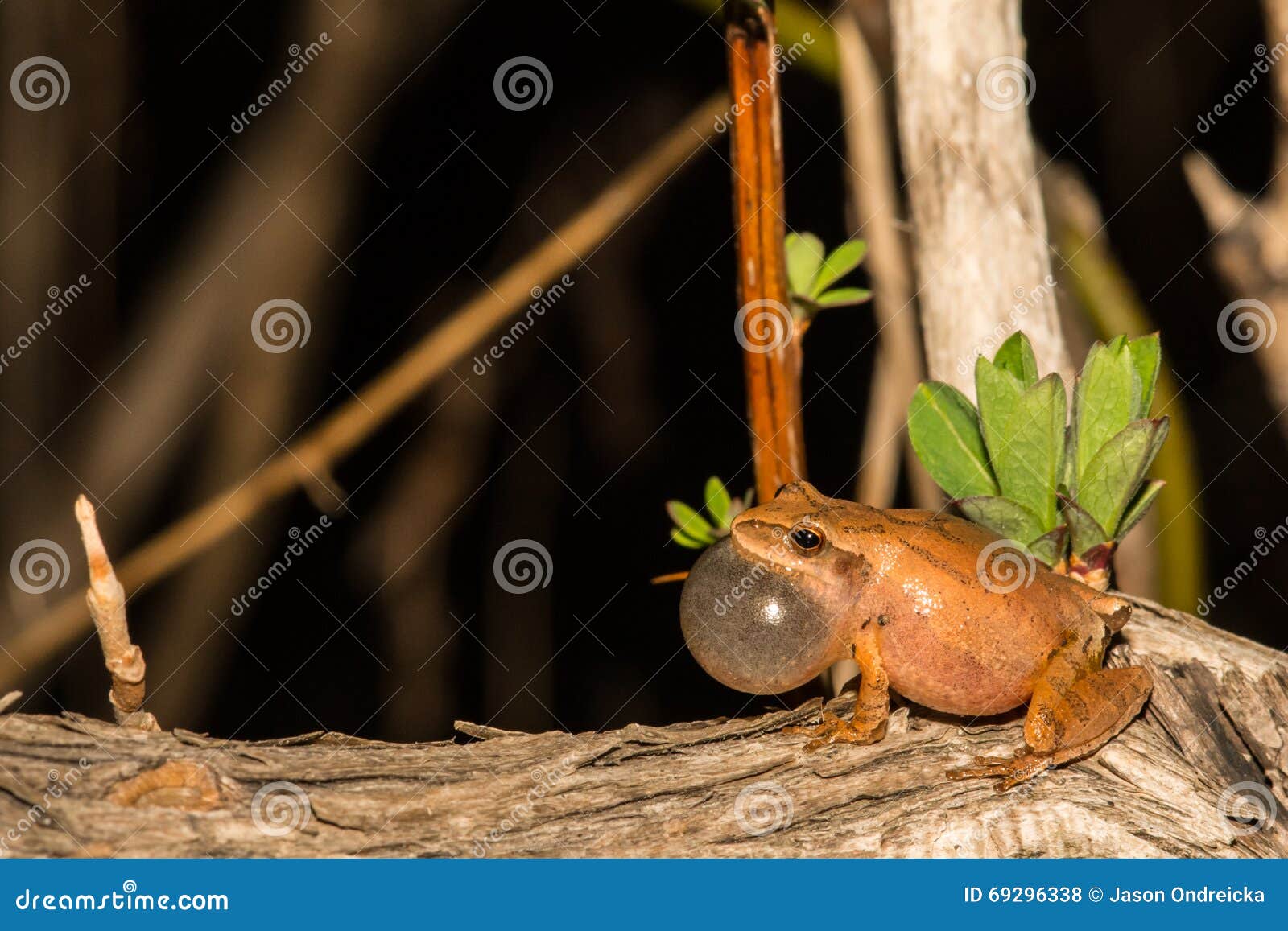 Northern Spring Peeper stock photo. Image of colorful - 69296338