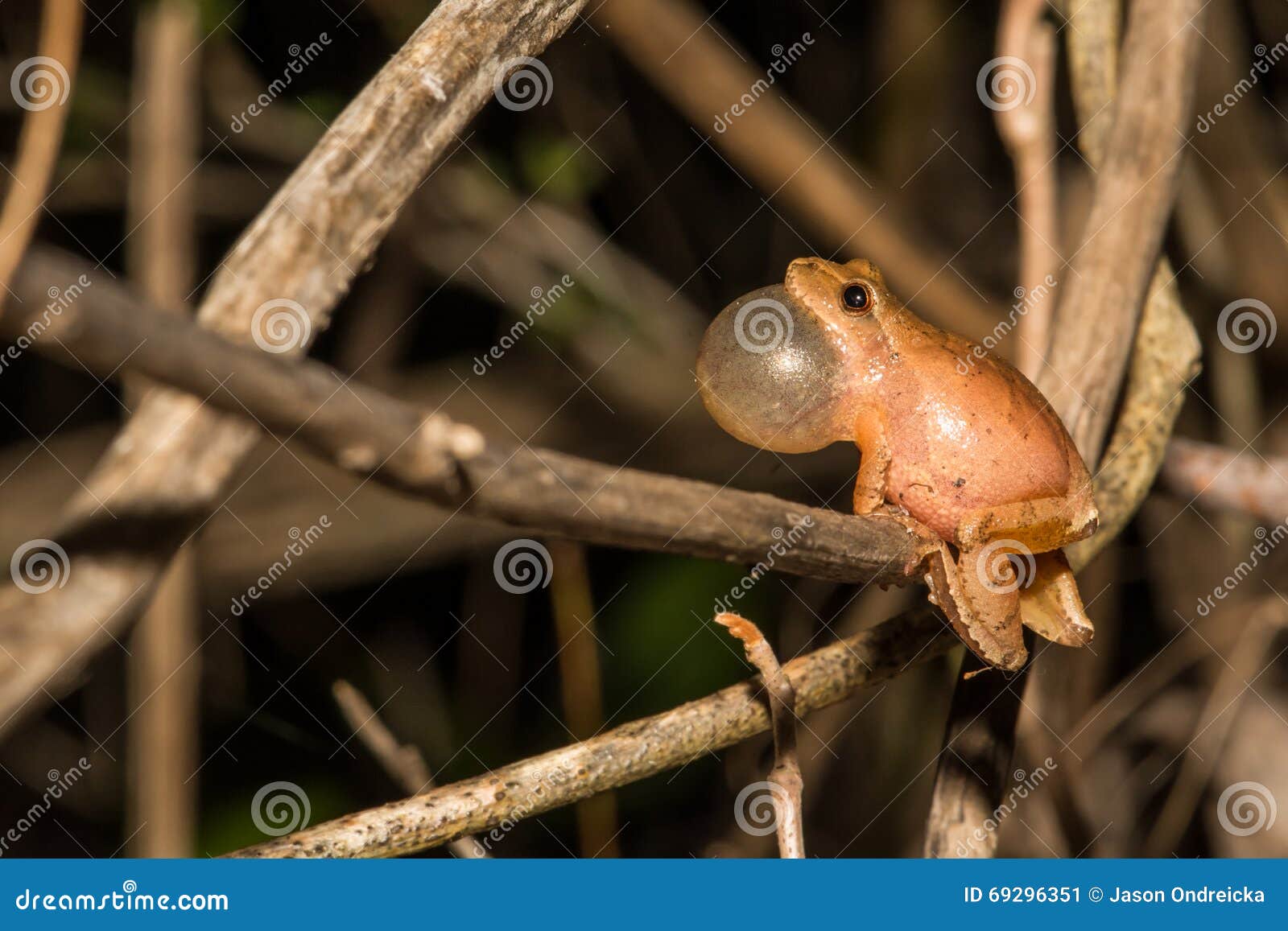 Northern Spring Peeper stock image. Image of beauty, adorable - 69296351
