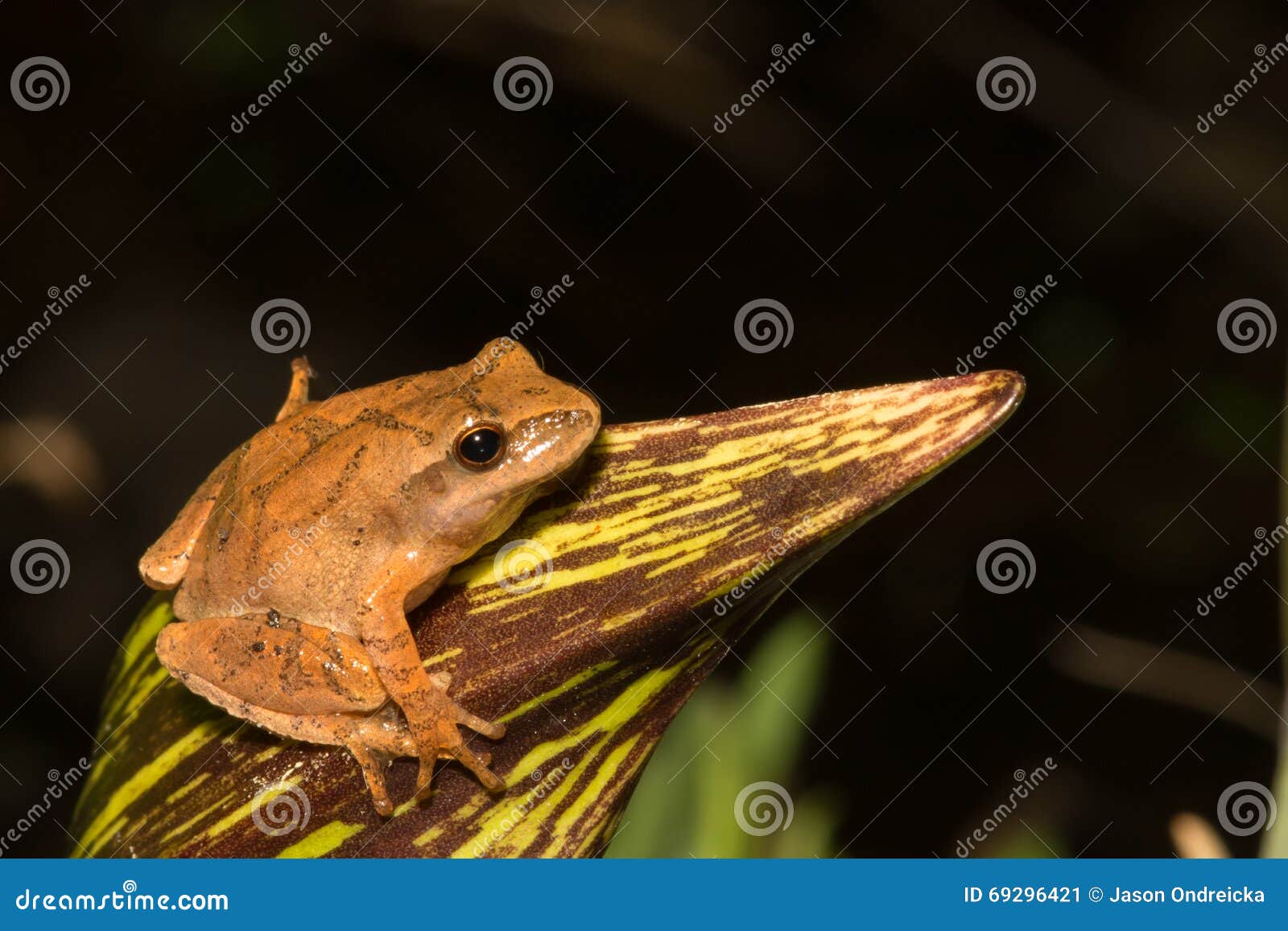 Northern Spring Peeper stock image. Image of amphibian - 69296421