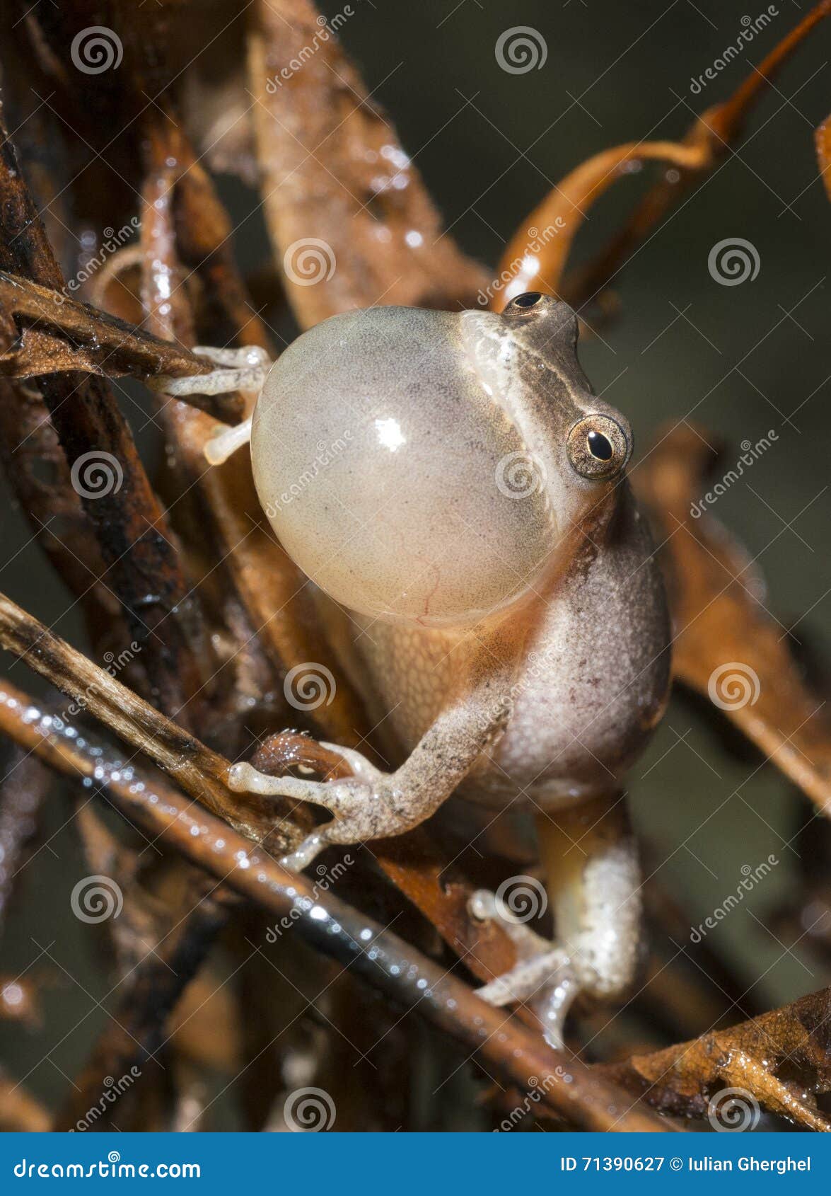 Northern Spring Peeper stock image. Image of hylidae - 71390627