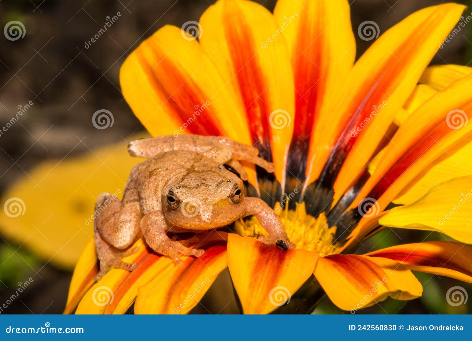 Northern Spring Peeper- Pseudacris Crucifer Stock Photo - Image of ...