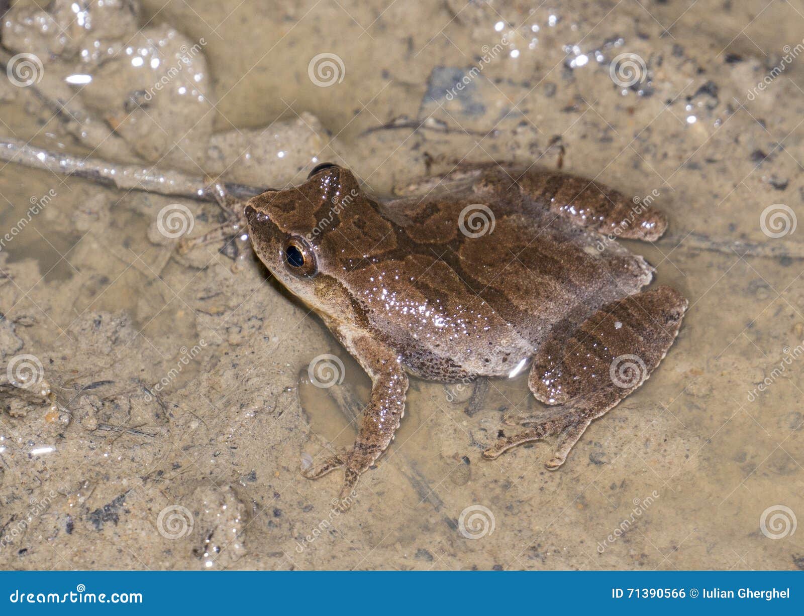 Northern Spring Peeper stock photo. Image of northern - 71390566