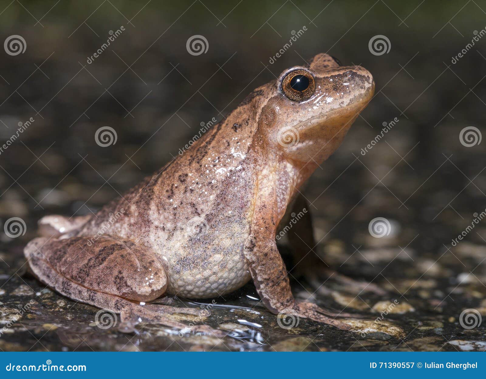 Northern Spring Peeper stock image. Image of treefrog - 71390557