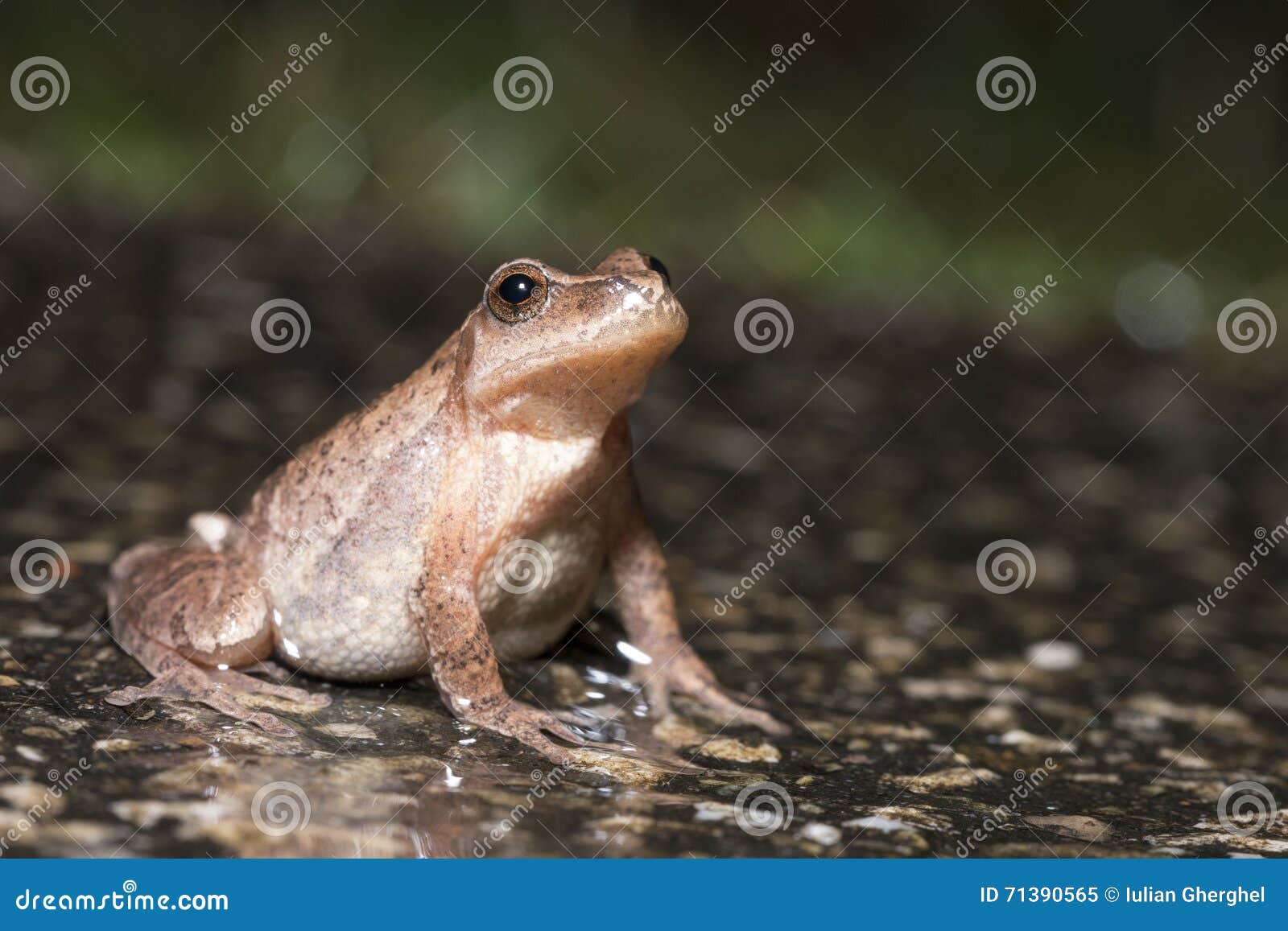 Northern Spring Peeper stock image. Image of ranidae - 71390565
