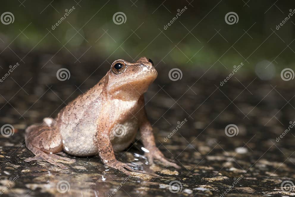 Northern Spring Peeper stock image. Image of ranidae - 71390565