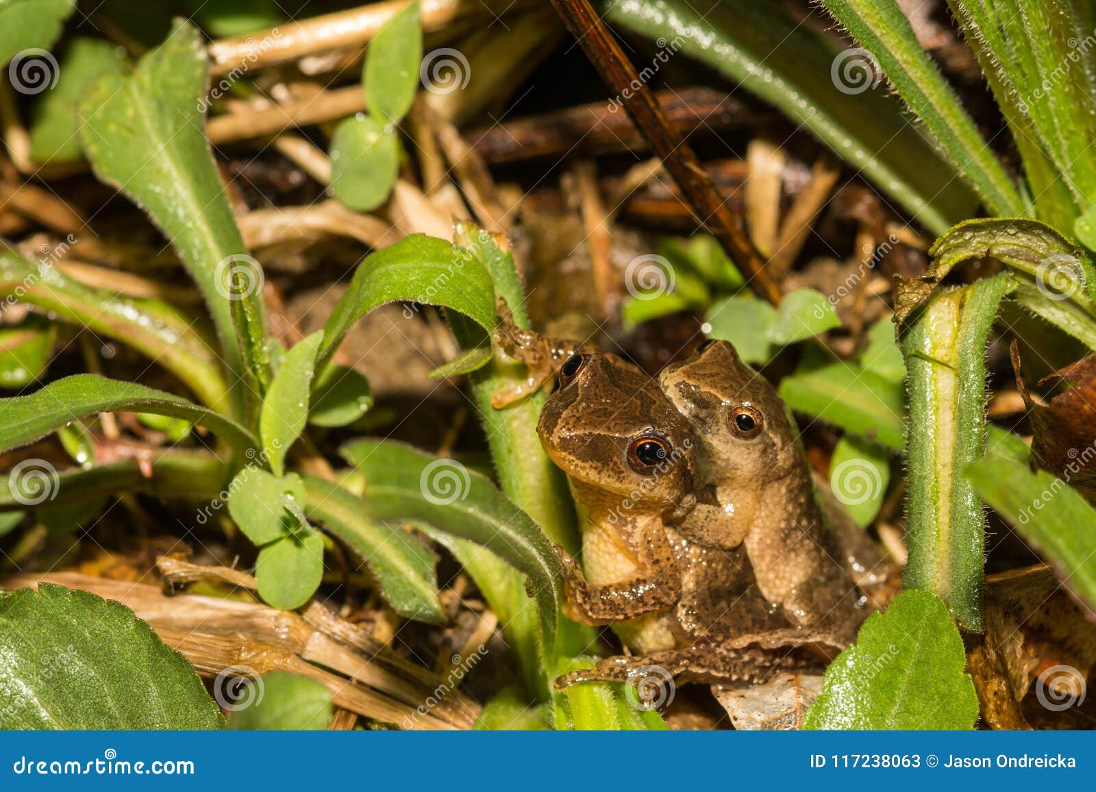 Northern Spring Peepers, Pseudacris Crucifer Stock Image - Image of ...