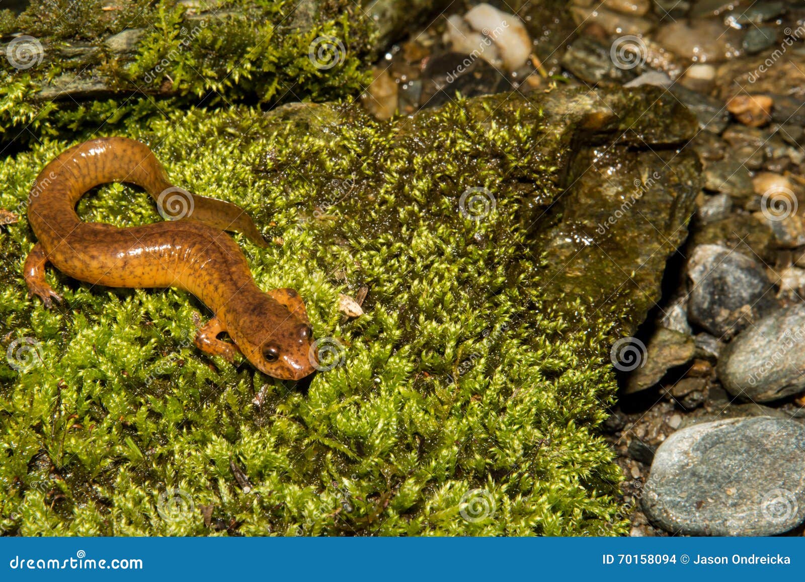 Northern Spring Salamander stock photo. Image of moss - 70158094