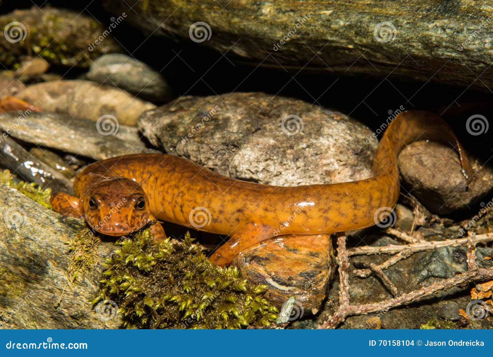 Northern Spring Salamander stock photo. Image of lungless - 70158104