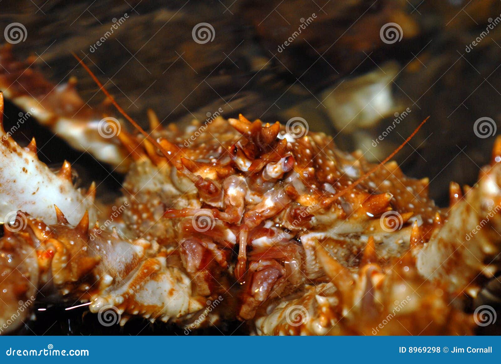 Northern Stone Crab - Lithodes Maja Stock Photo - Image of northern ...