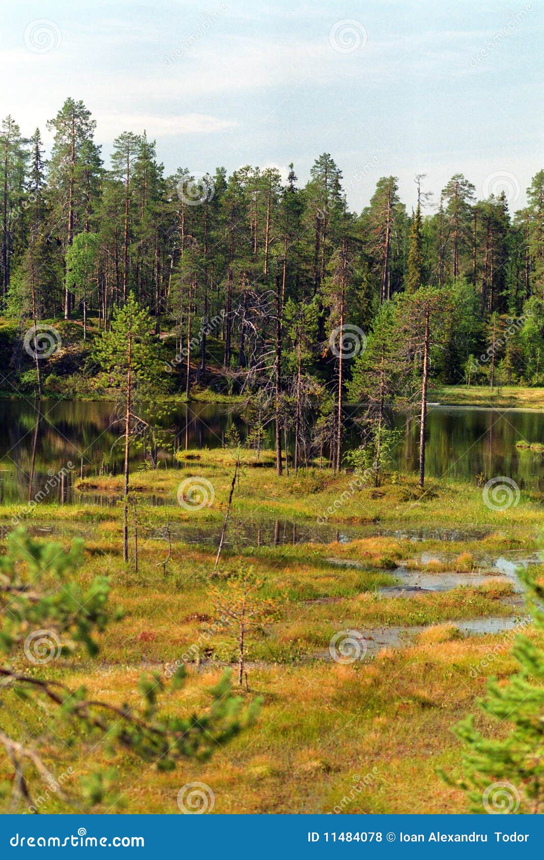 Northern swamp stock photo. Image of arctic, marsh, panpark - 11484078
