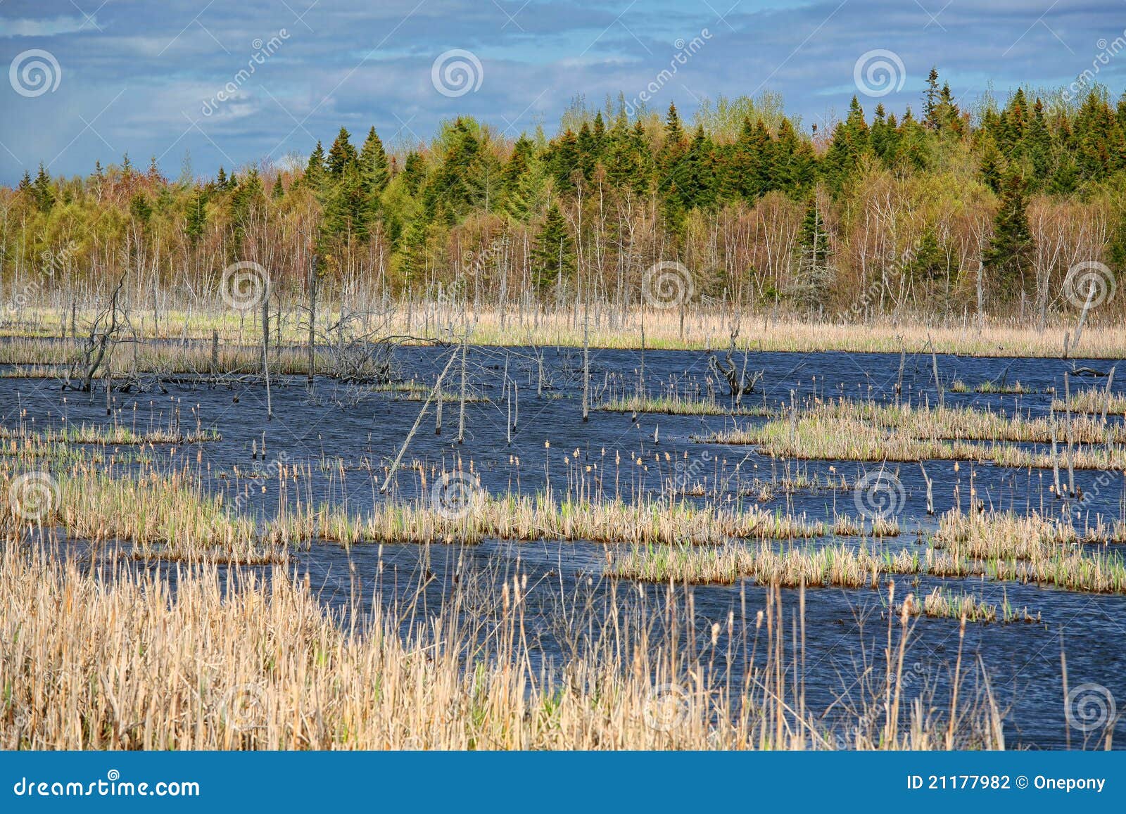 Northern Swamp stock photo. Image of swamp, coastline - 21177982