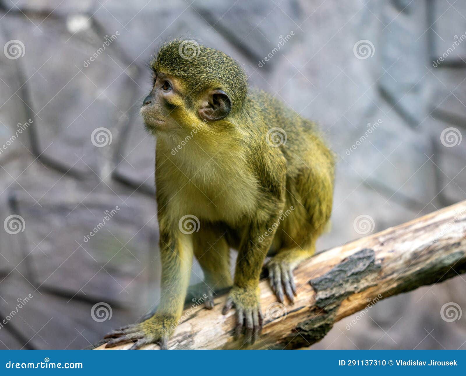 The Northern Talapoin, Miopithecus Ogouensis, Sits on a Branch and ...