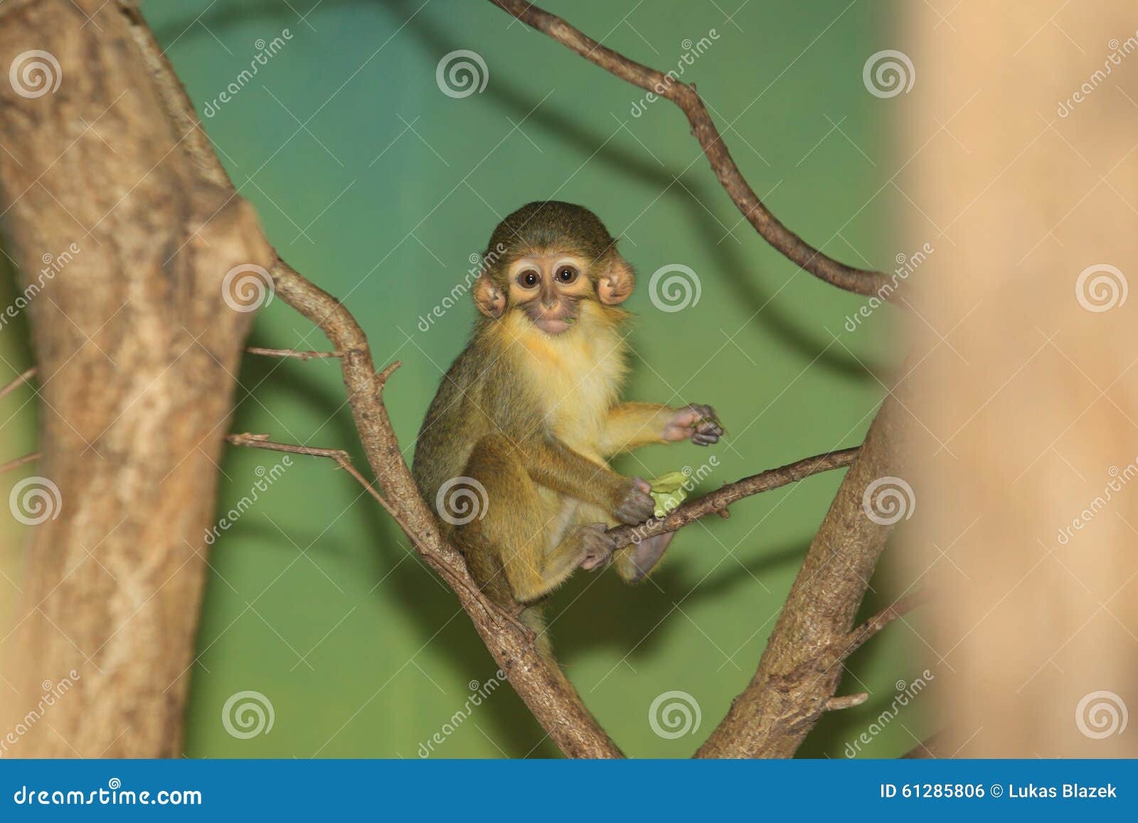 Northern talapoin stock photo. Image of talapoin, mammal - 61285806