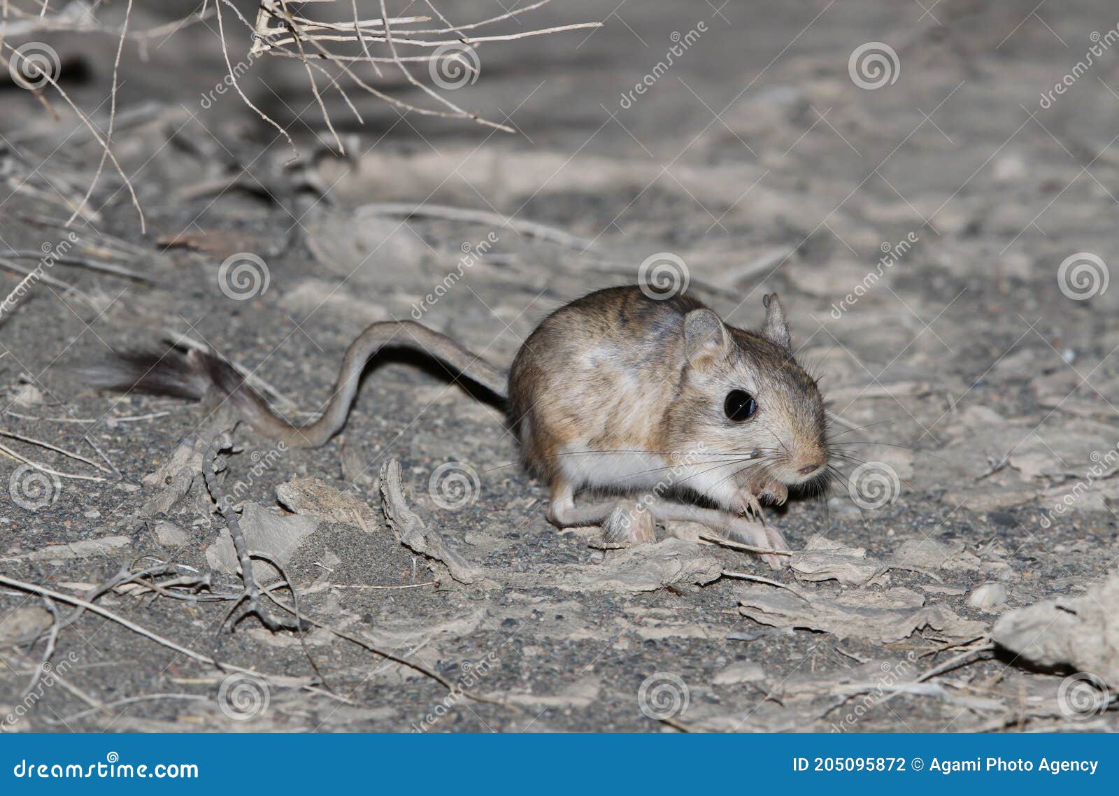 Northern Three-toed Jerboa, Dipus Sagitta Stock Photo - Image of ...