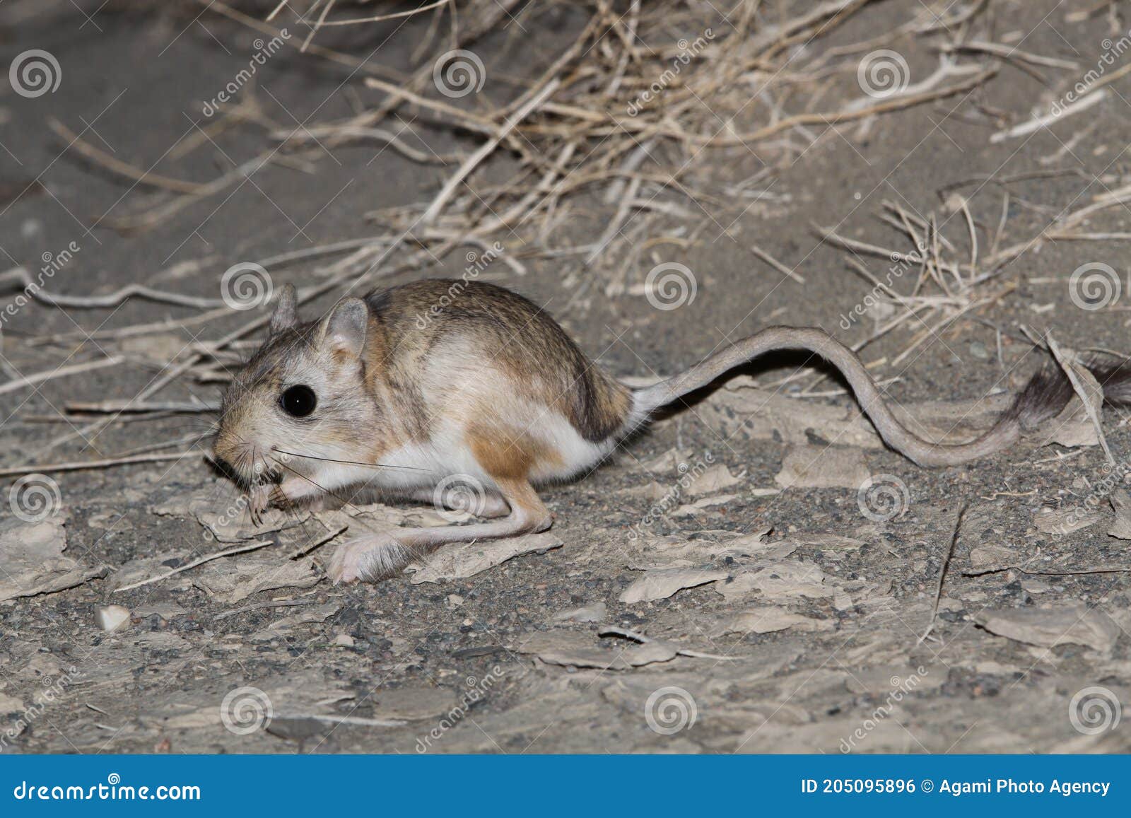 Northern Three-toed Jerboa, Dipus Sagitta Stock Photo - Image of ...
