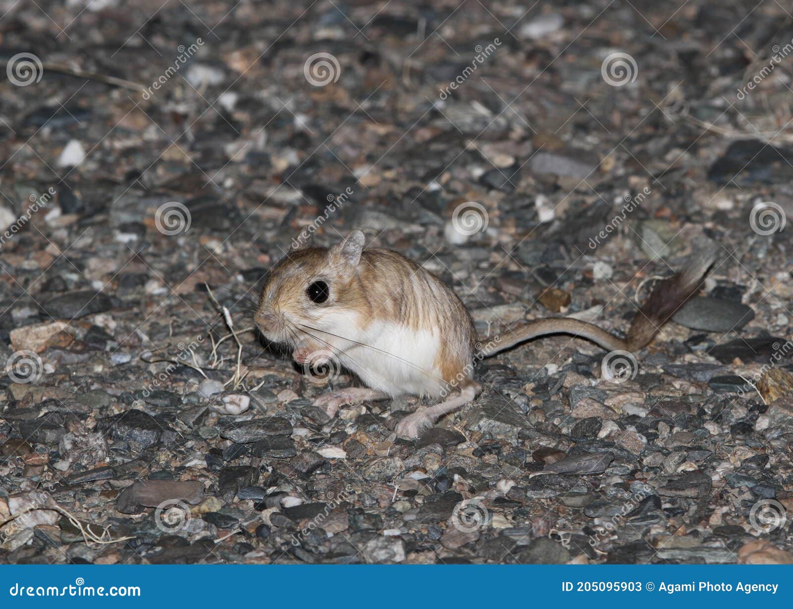 Northern Three-toed Jerboa, Dipus Sagitta Stock Image - Image of ...