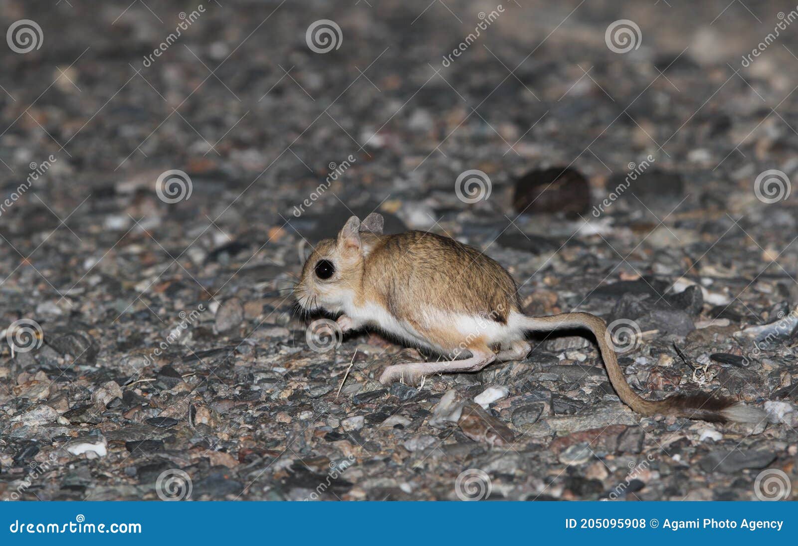 Northern Three-toed Jerboa, Dipus Sagitta Stock Photo - Image of ...