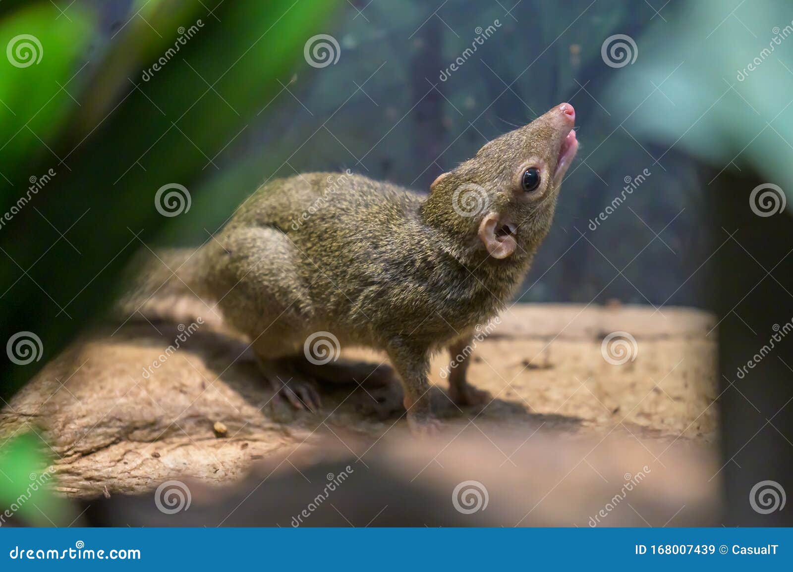 A Northern Tree Shrew, Sitting on a Branch Stock Image - Image of asian ...