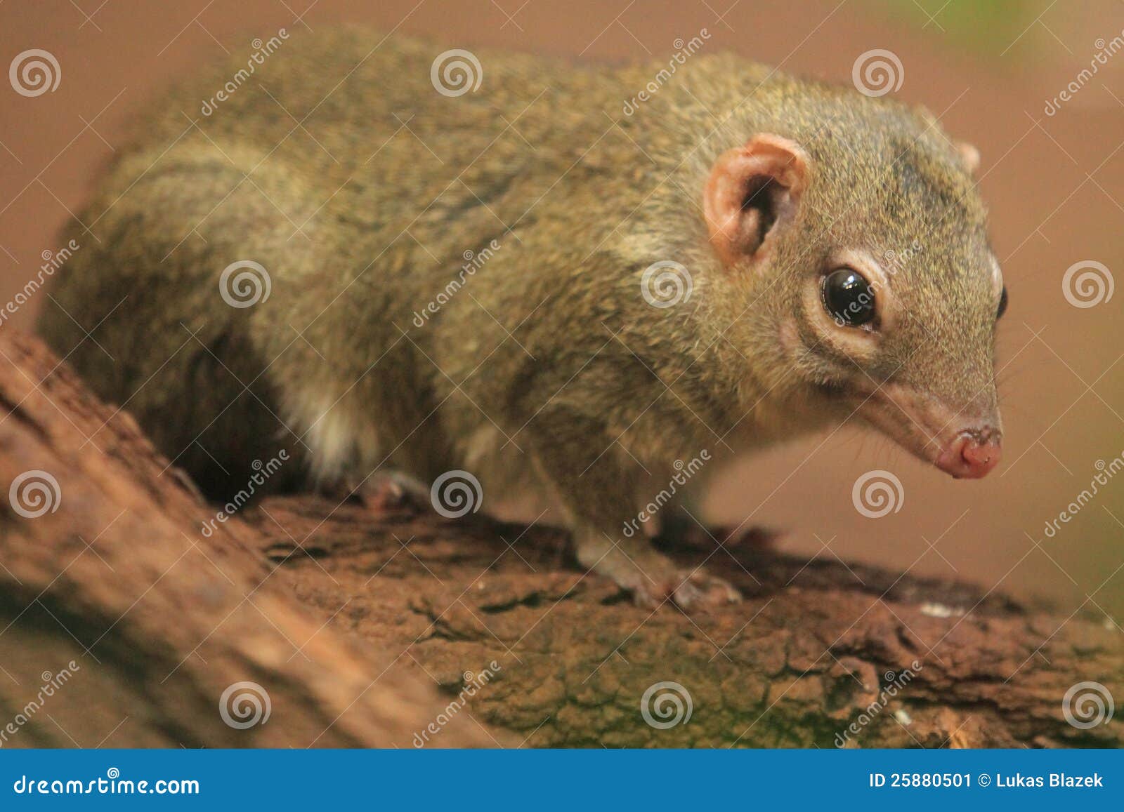 Northern treeshrew stock image. Image of tree, wood, treeshrew - 25880501