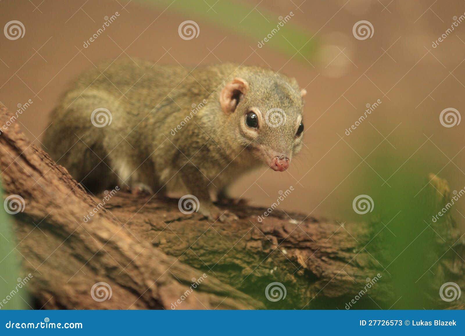 Northern treeshrew stock image. Image of tupaia, treeshrew - 27726573