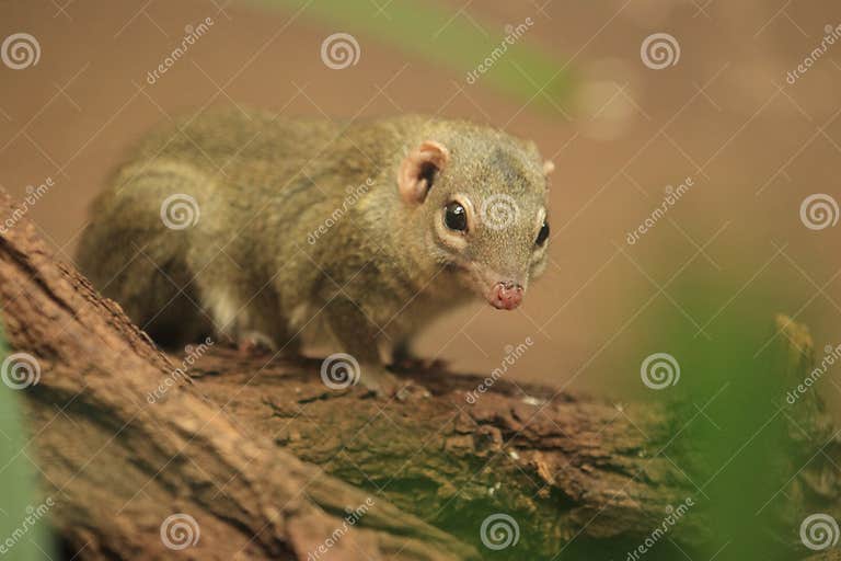 Northern treeshrew stock image. Image of tupaia, treeshrew - 27726573