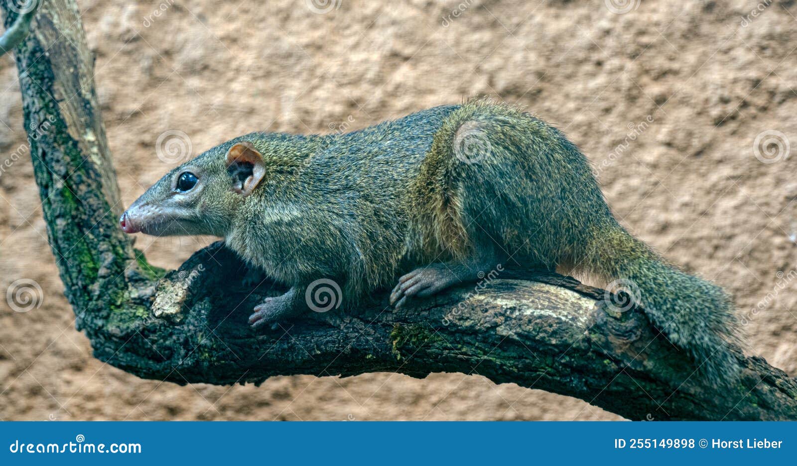 Northern Treeshrew Tupaia in the Forest on a Branch Stock Photo - Image ...