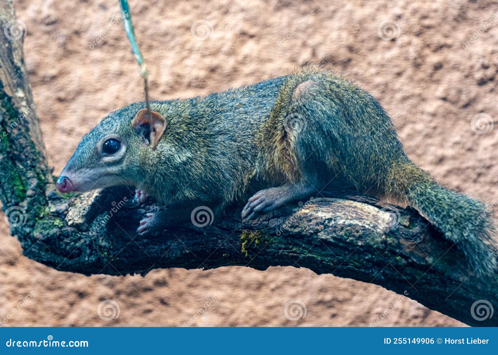 Northern Treeshrew Tupaia in the Forest on a Branch Stock Photo - Image ...