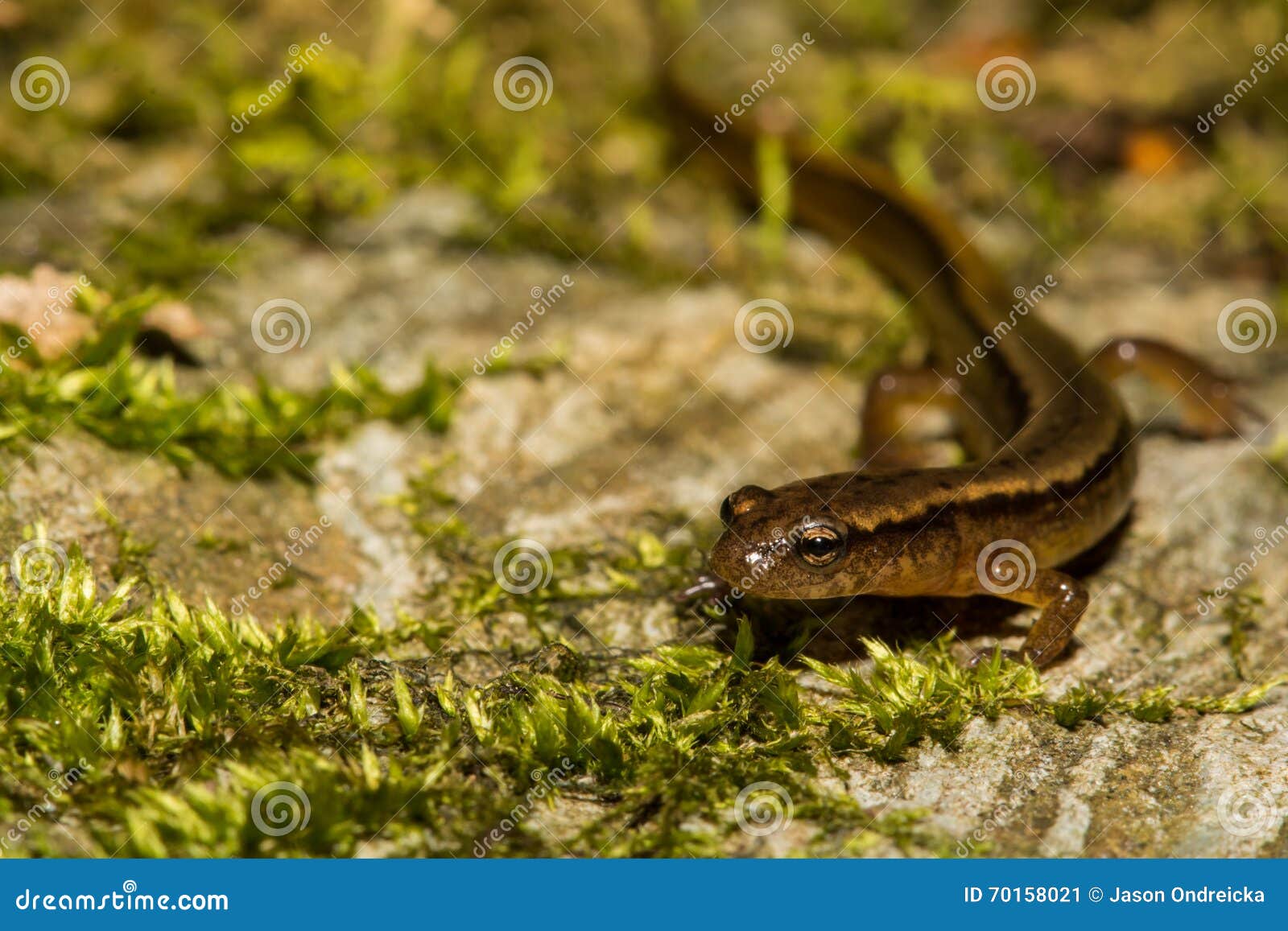 Northern Two-lined Salamander Stock Image - Image of beauty, curious ...