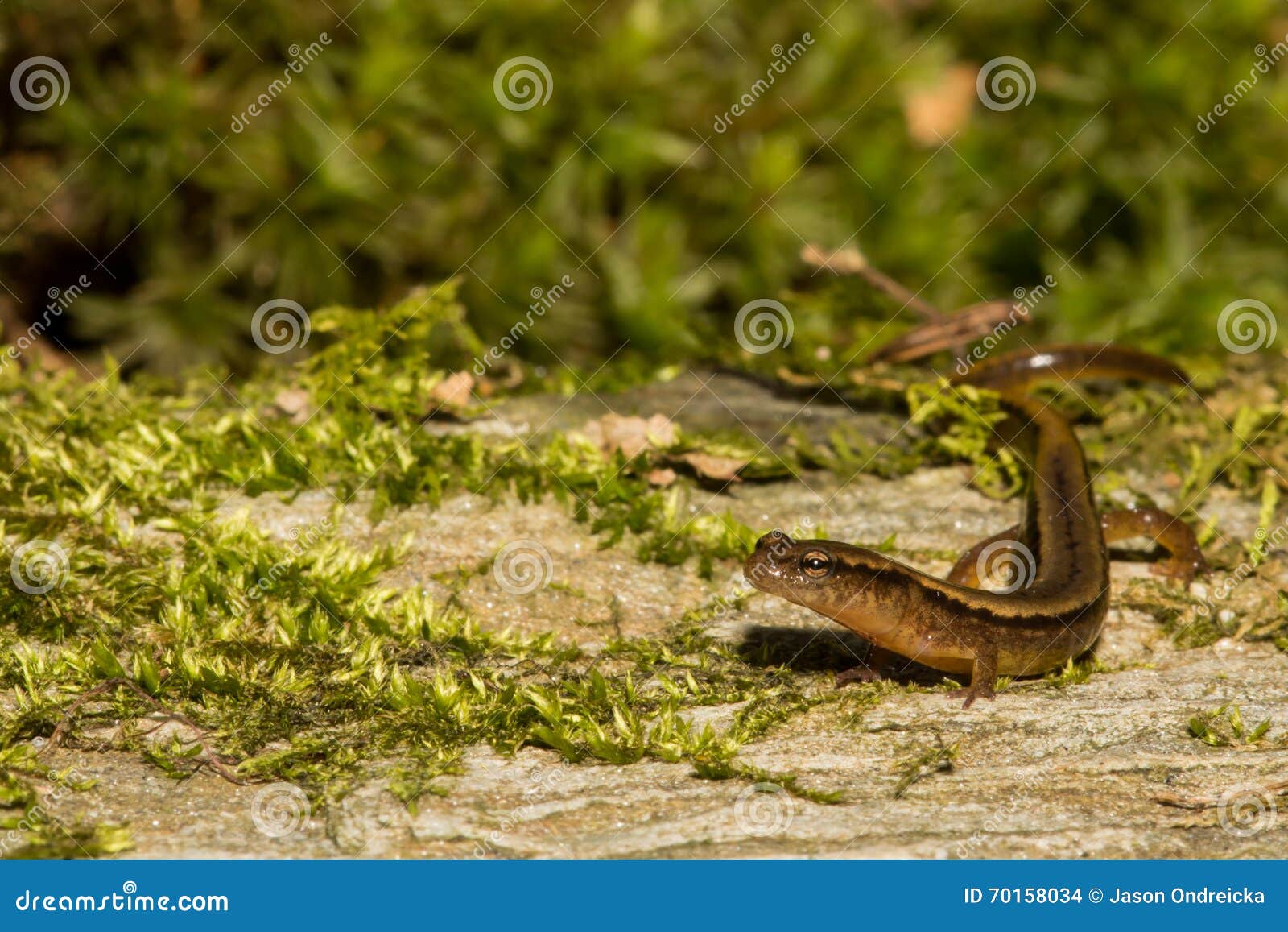 Northern Two-lined Salamander Stock Photo - Image of common ...