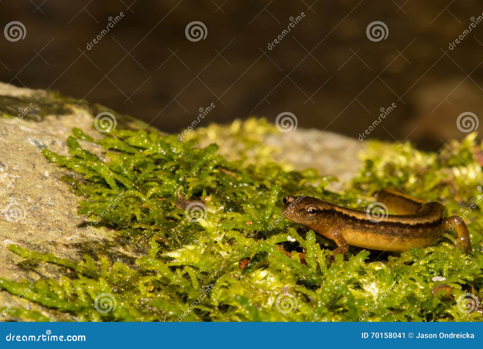 Northern Two-lined Salamander Stock Image - Image of habitat, green ...