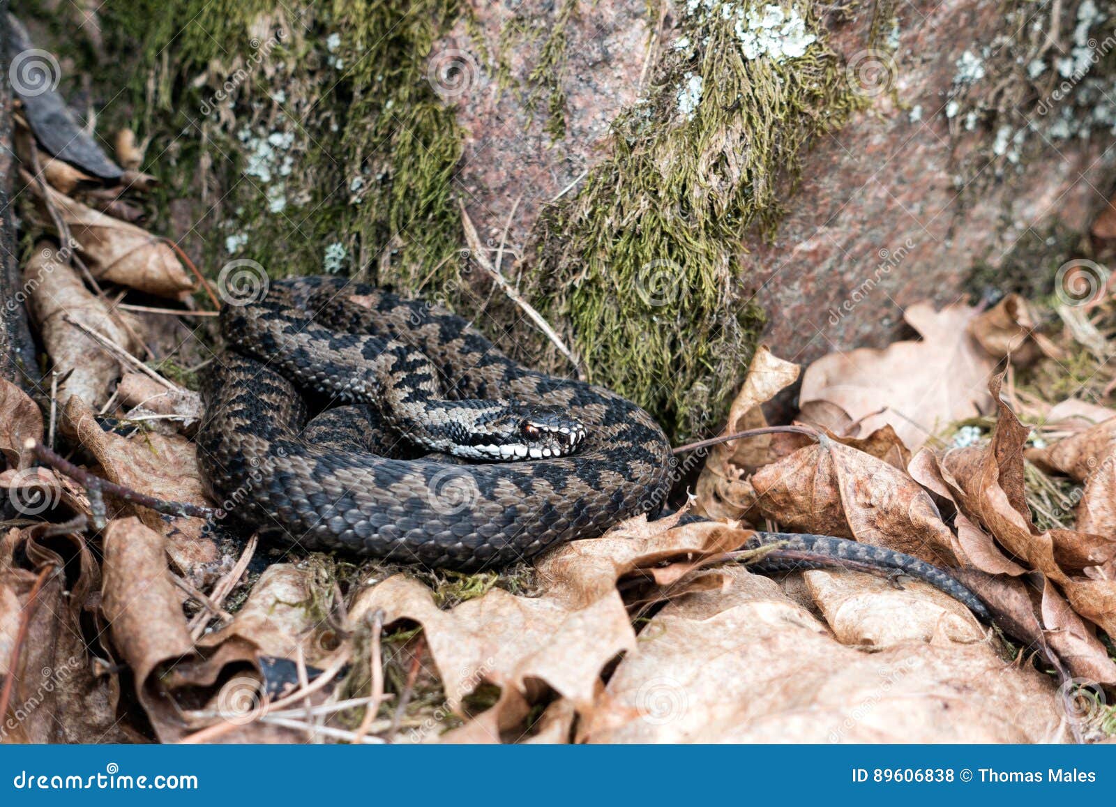 Northern Viper stock photo. Image of middle, folklore - 89606838