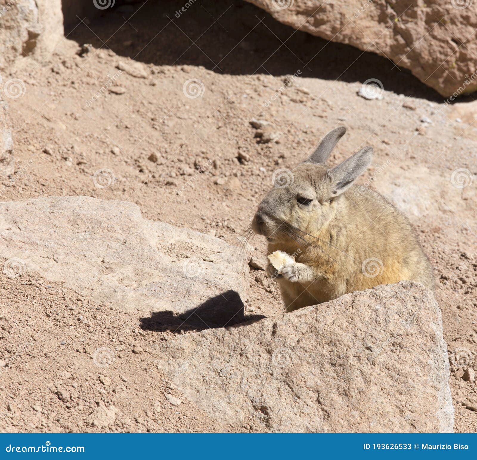 The Northern Viscacha, Lagidium Peruanum Stock Image - Image of ...