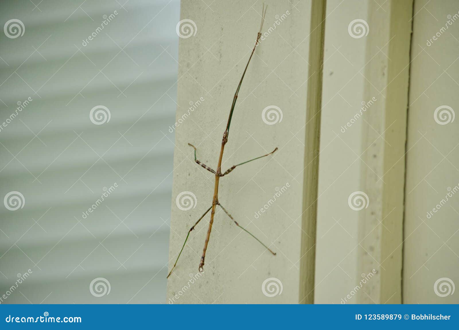 Northern Walkingstick Insect Stock Image - Image of animal, large ...