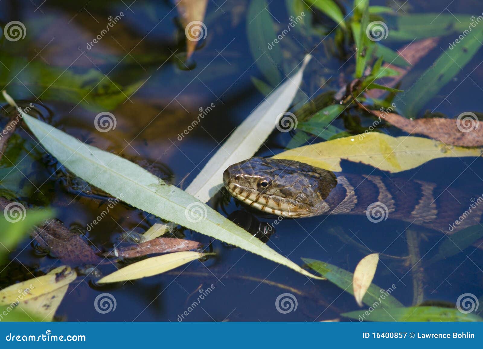 Northern Water Snake Stock Photography | CartoonDealer.com #58392266
