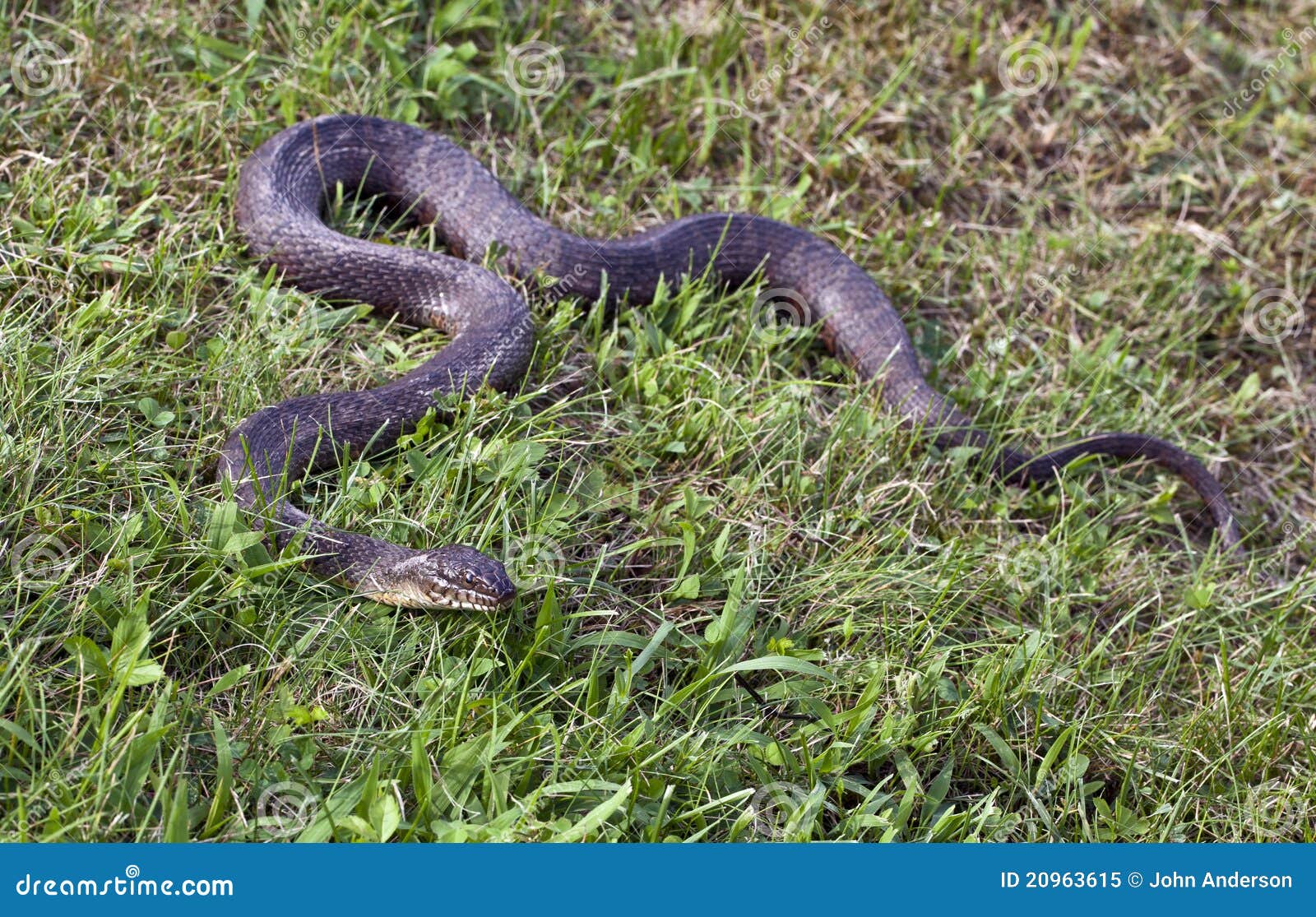 Northern Water Snake (Nerodia Sipedon) Stock Image - Image of basking ...