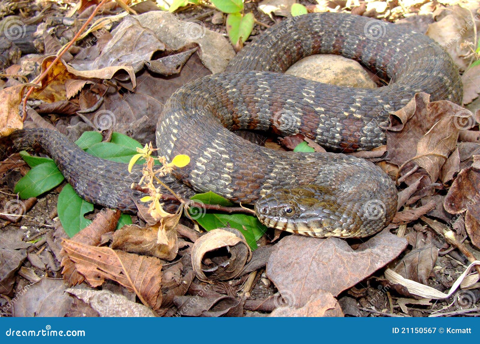 Northern Water Snake, Nerodia Sipedon Stock Image - Image of poisonous ...