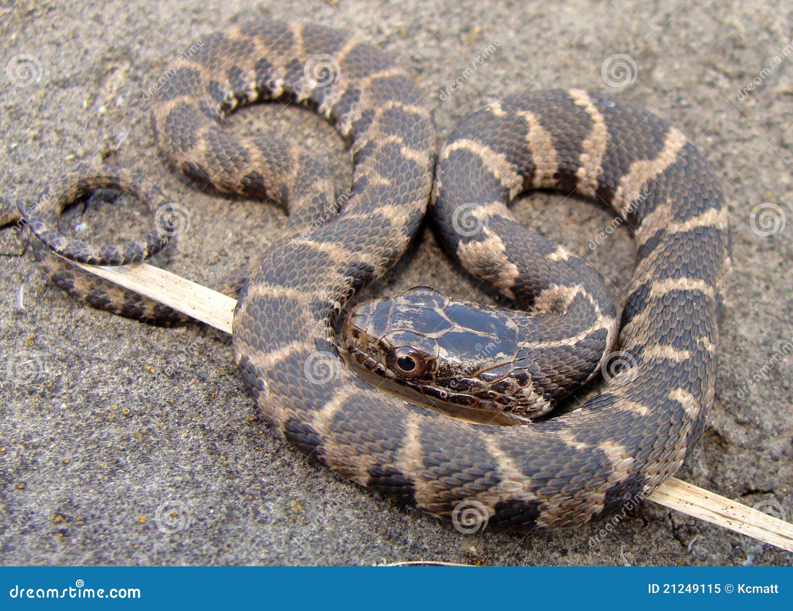 Northern Water Snake, Nerodia Sipedon Stock Image - Image of reptile ...