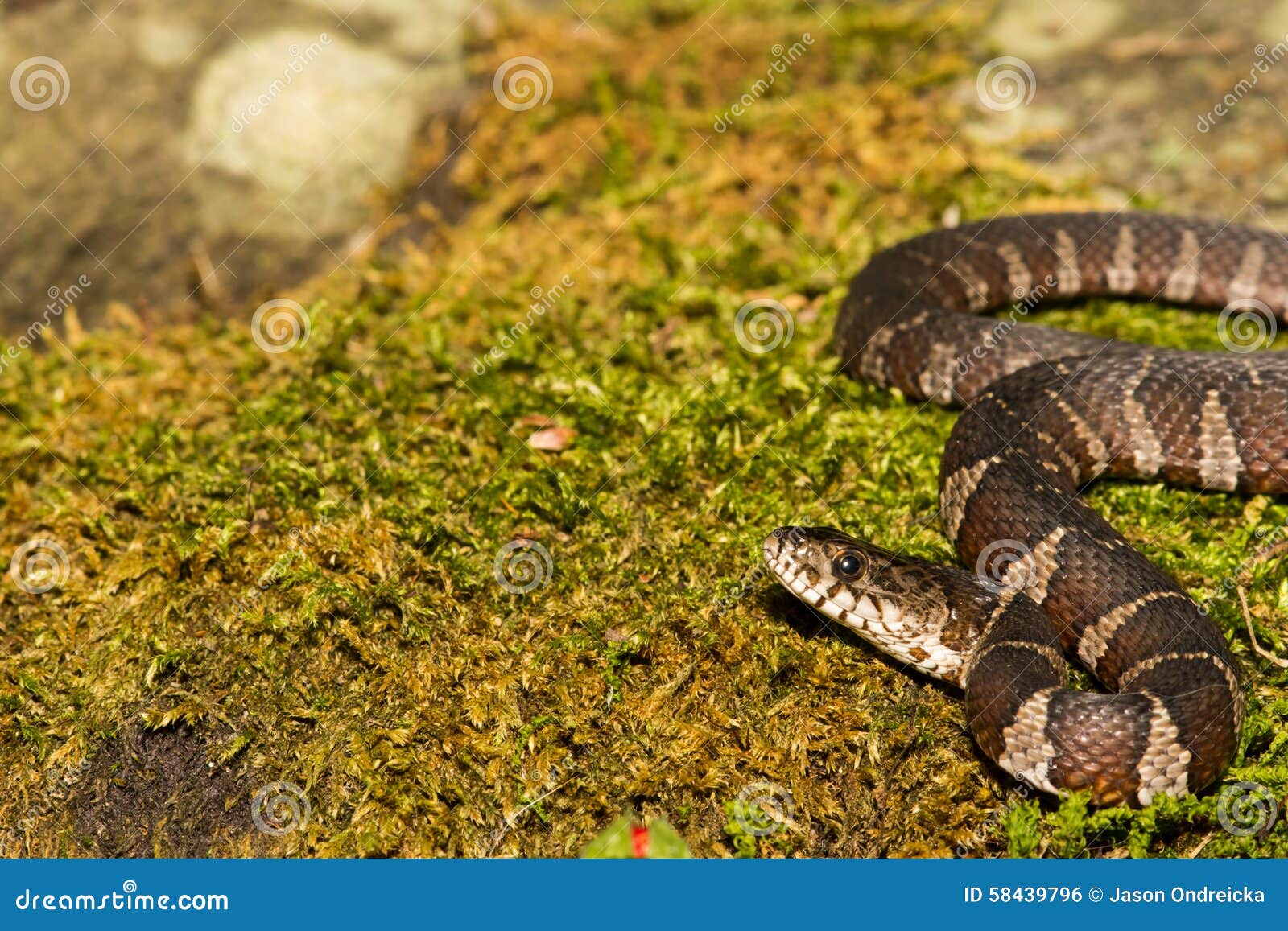 Baby Watersnake Royalty-Free Stock Photo | CartoonDealer.com #77153517
