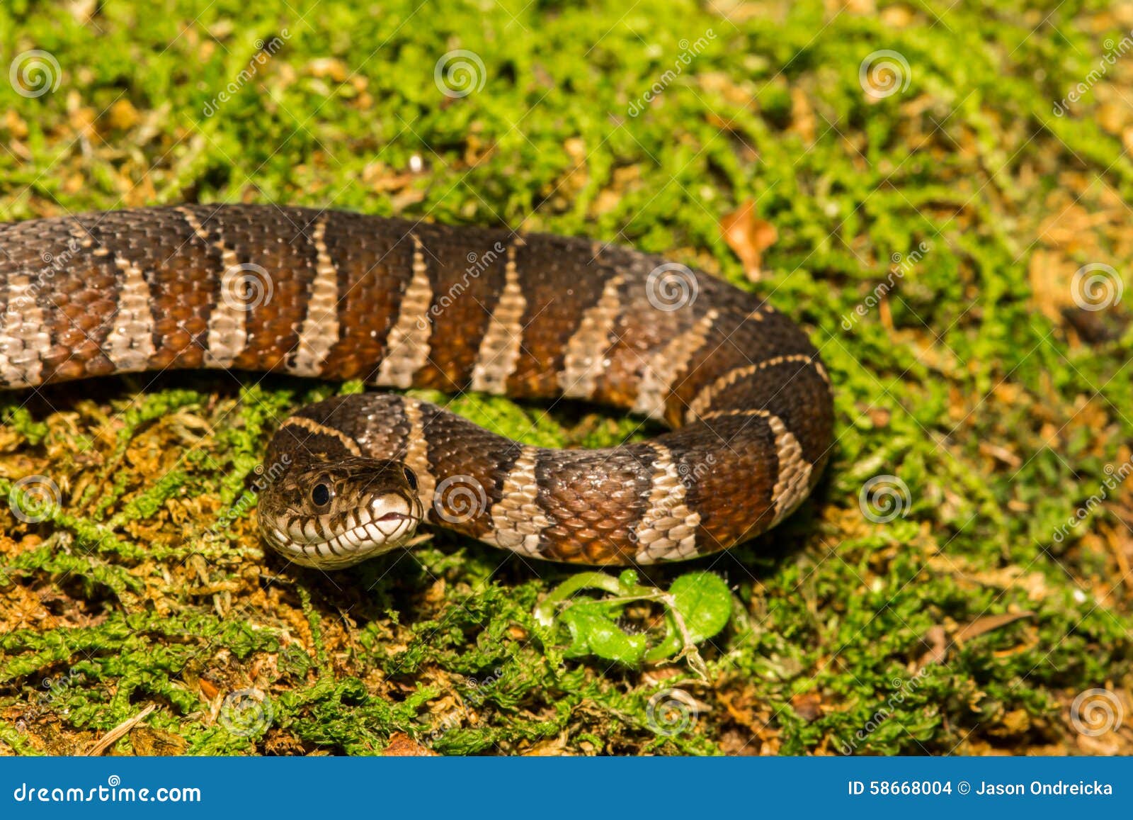 Northern Water Snake stock photo. Image of moss, keeled - 58668004